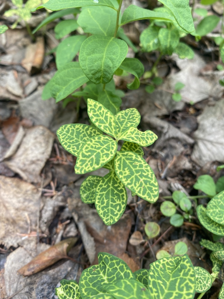Northern Comandra from University of Alaska Fairbanks, Fairbanks, AK ...