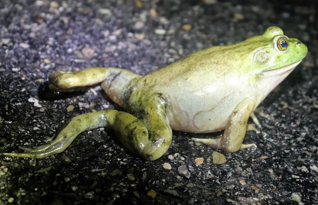 American Bullfrog from Clarion County, PA, USA on July 15, 2023 at 11: ...