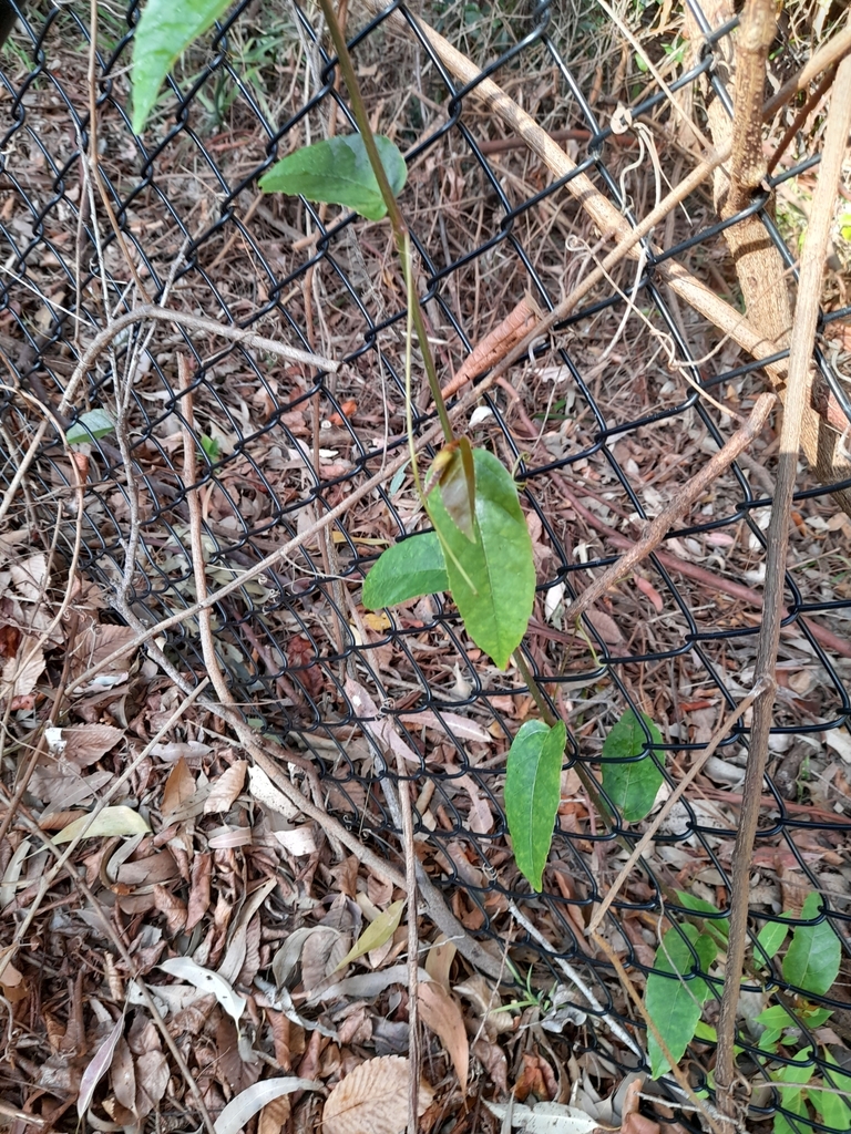 Kangaroo Vine from Wahroonga NSW 2076, Australia on July 17, 2023 at 09 ...