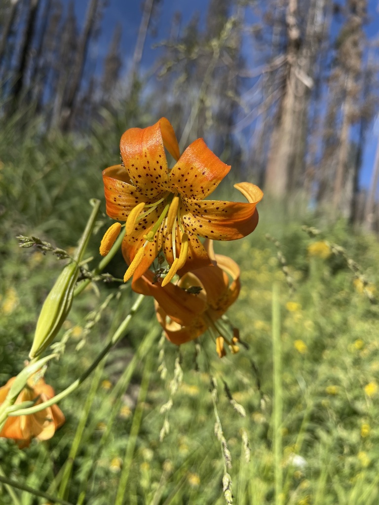 Leopard Lily from Plumas National Forest, Quincy, CA, US on July 16 ...