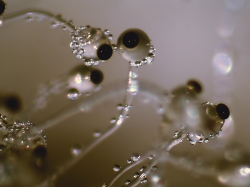 Family Pilobolaceae · iNaturalist United Kingdom