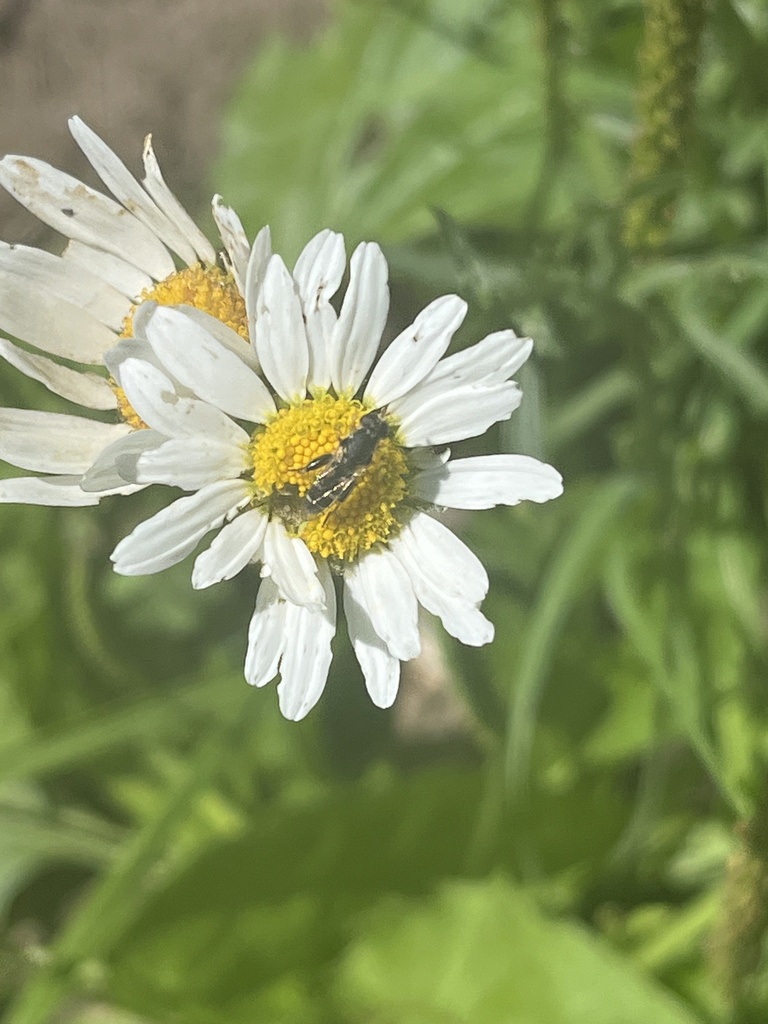 Obscure Plant Bug from Bath Rd, Kingston, ON, CA on July 13, 2023 at 02 ...