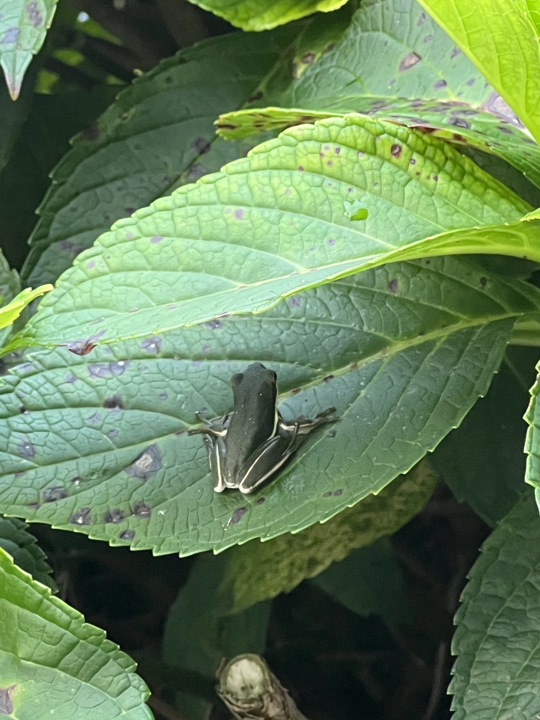Green Treefrog from Crystal Lake Ct, Corolla, NC, US on August 22, 2022 at 07:05 PM by Tarah ...