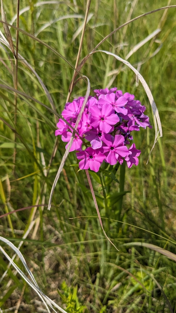 prairie phlox from Sumter Township, MN, USA on July 11, 2023 at 11:45 ...