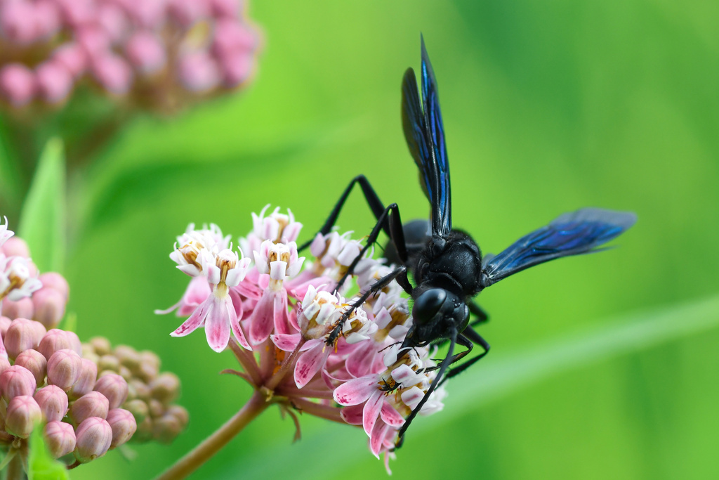 Great Black Digger Wasp from Shawnee Mission Park, Shawnee, KS, US on ...
