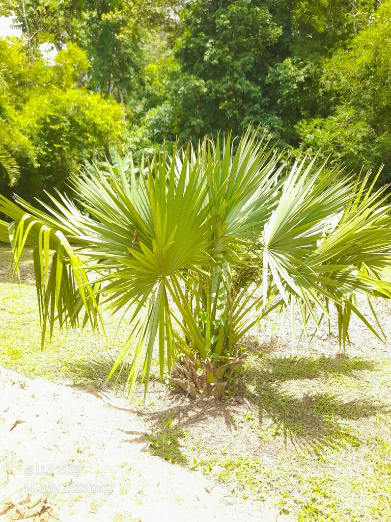 Dwarf Palmetto from Couva-Tabaquite-Talparo Regional Corporation ...
