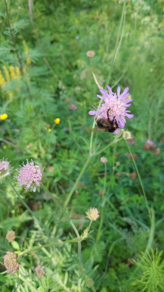 Winged and Once-winged Insects from 90419, Lithuania on July 15, 2023 ...