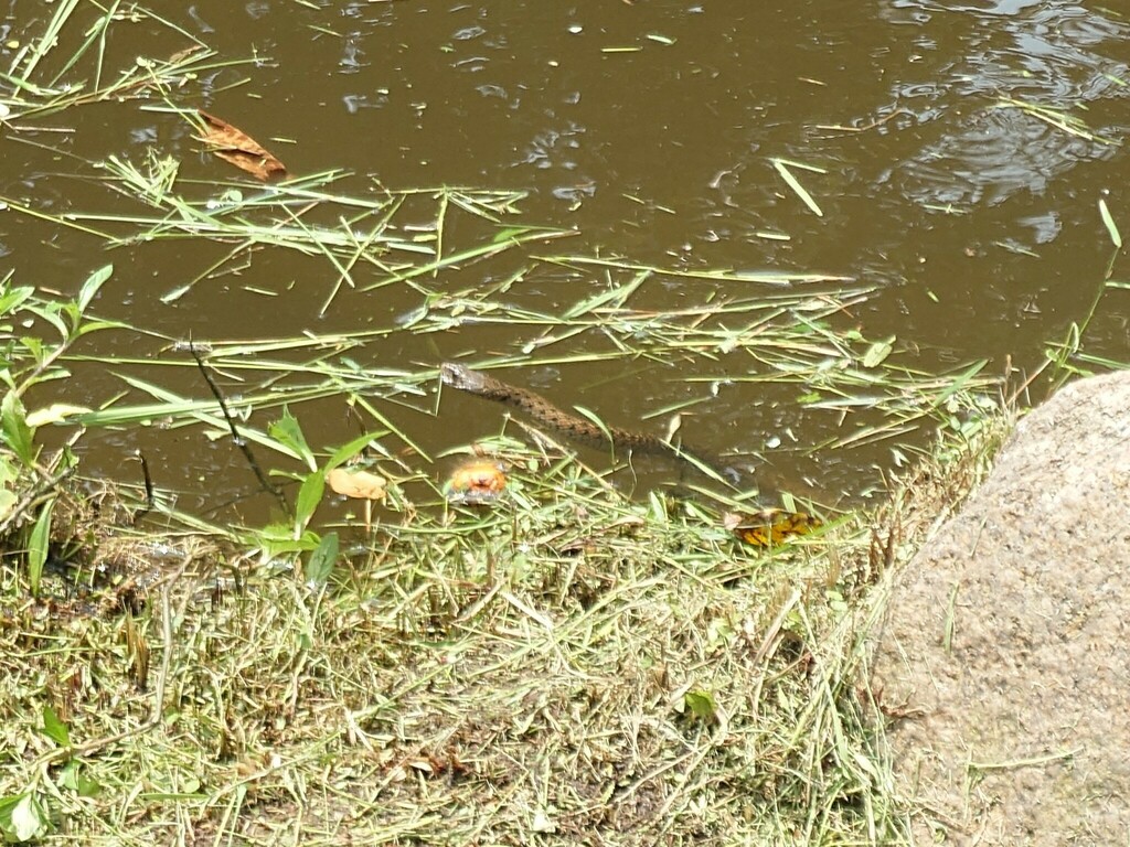 Yellow-Spotted Keelback from Hong Kong Wetland Park, Tin Shui Wai, Hong ...