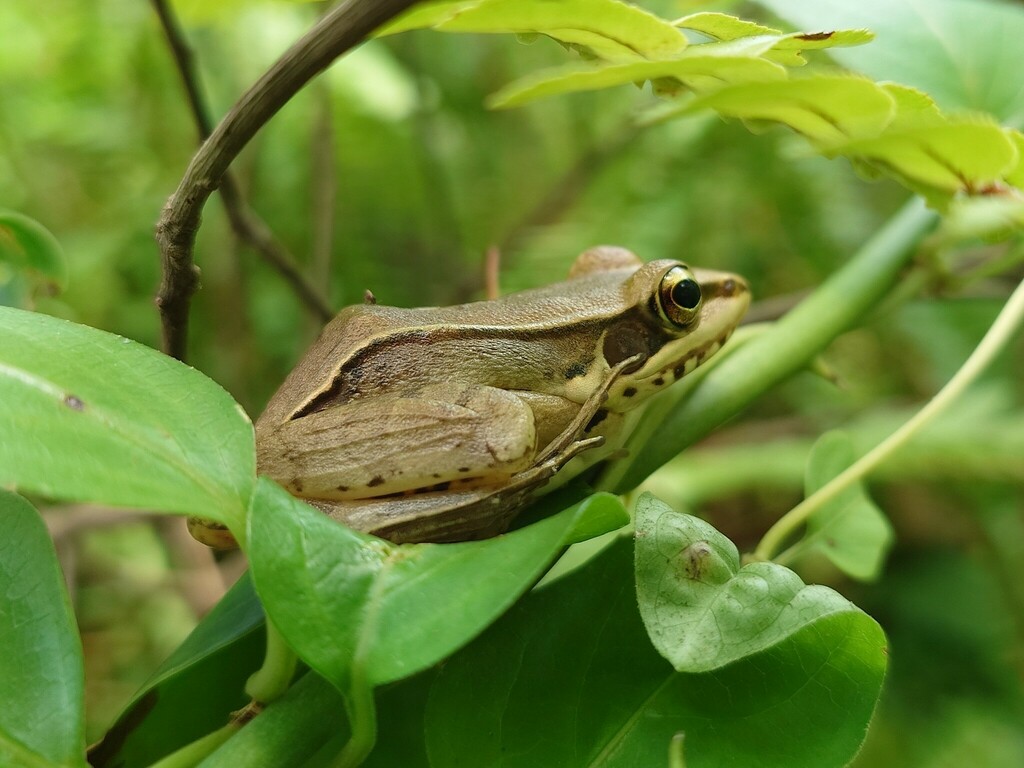 Guenther's Frog from Hong Kong Wetland Park, Tin Shui Wai, Hong Kong on ...