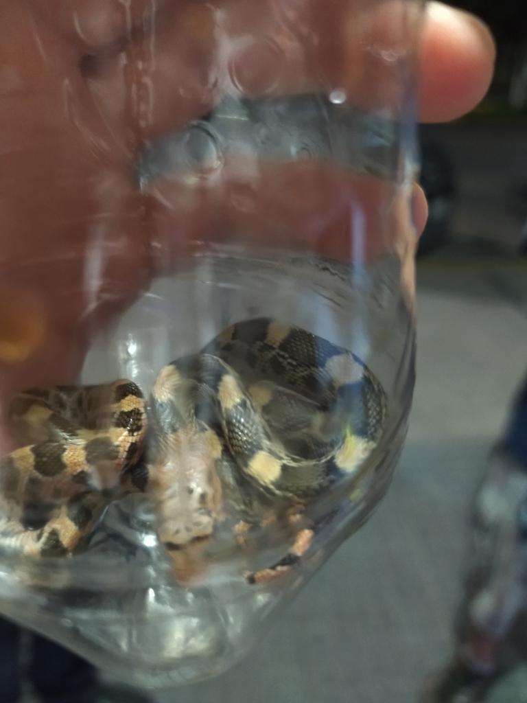 Mexican Bull Snake from Querétaro, MX-QE, MX on July 12, 2023 at 09:03 ...