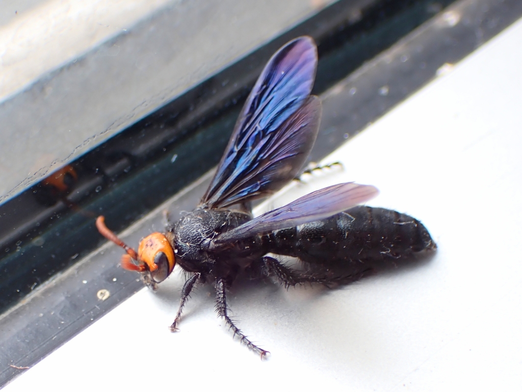 Austroscolia ruficeps from Hong Kong on July 16, 2023 at 10:03 AM by ...