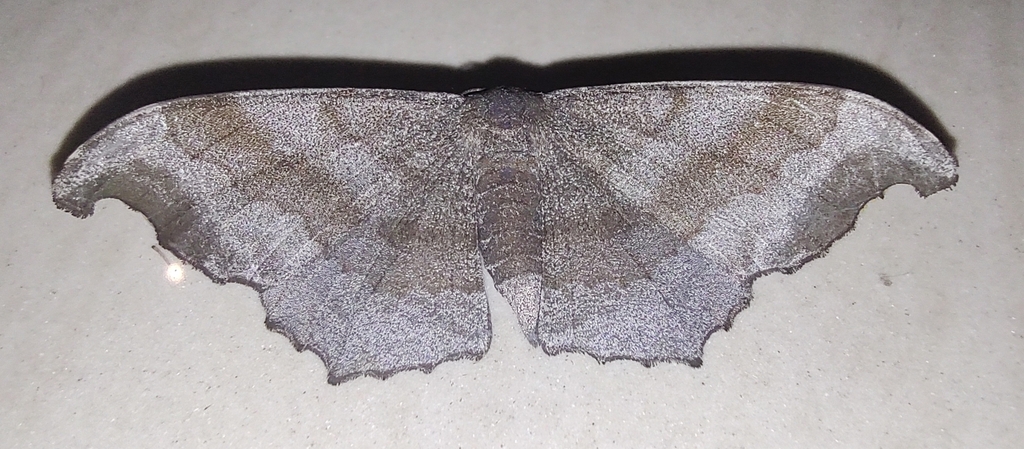 Black Looper from VV9F+8QF, Devpur RV, Andaman and Nicobar Islands ...