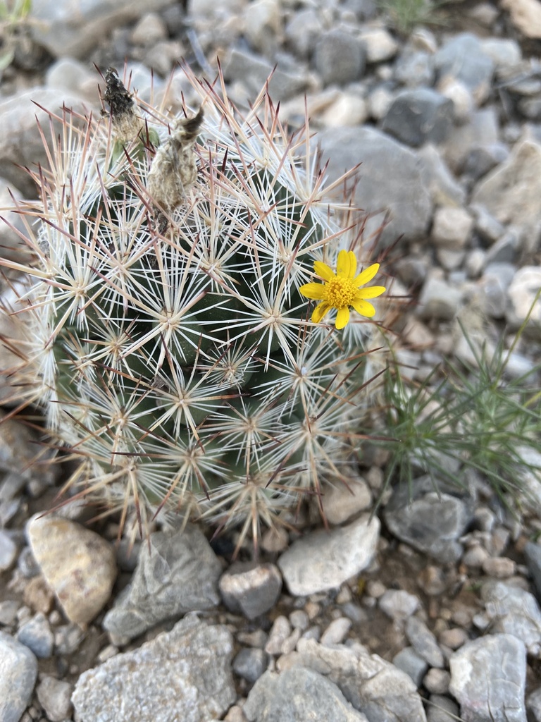 Orcutt's Foxtail Cactus in July 2023 by Sierra de Juárez Chihuahua ...