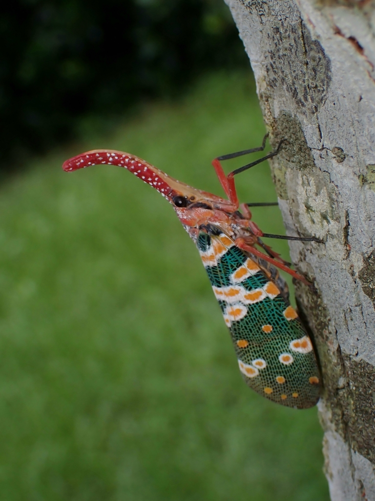 Litchi Lantern Bug from Hong Kong on July 16, 2023 at 11:57 AM by ...