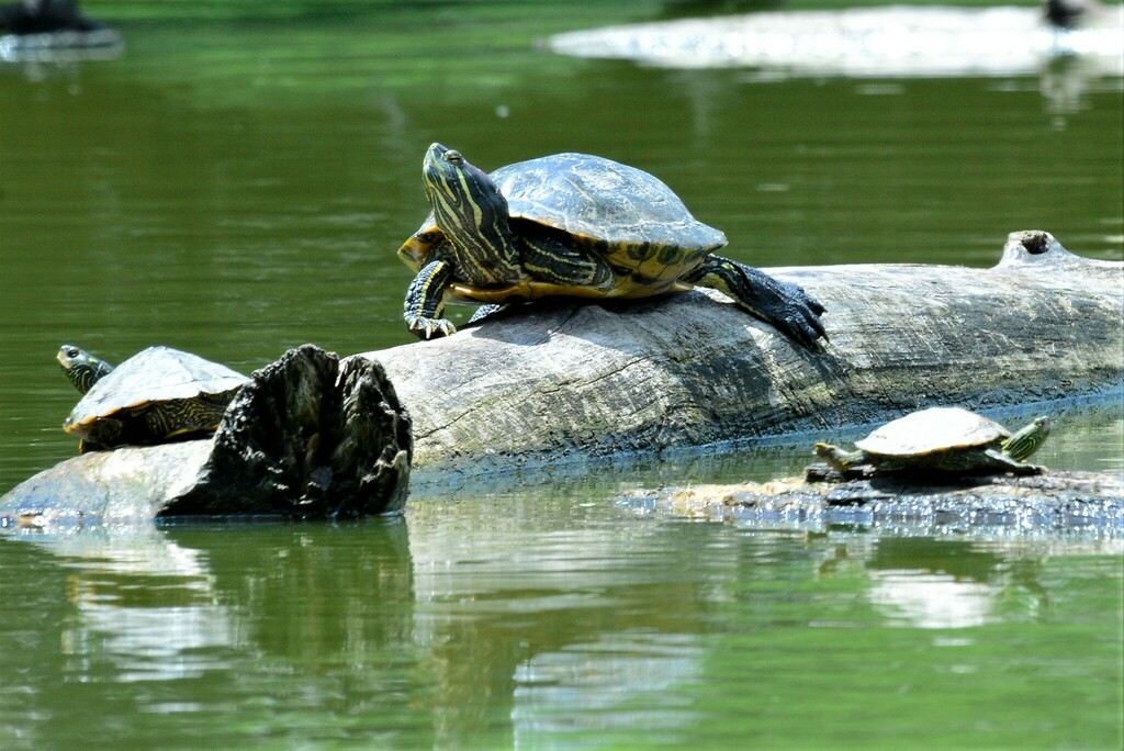 Northern Map Turtle in July 2023 by James Kamstra. 2 Map Turtles with ...