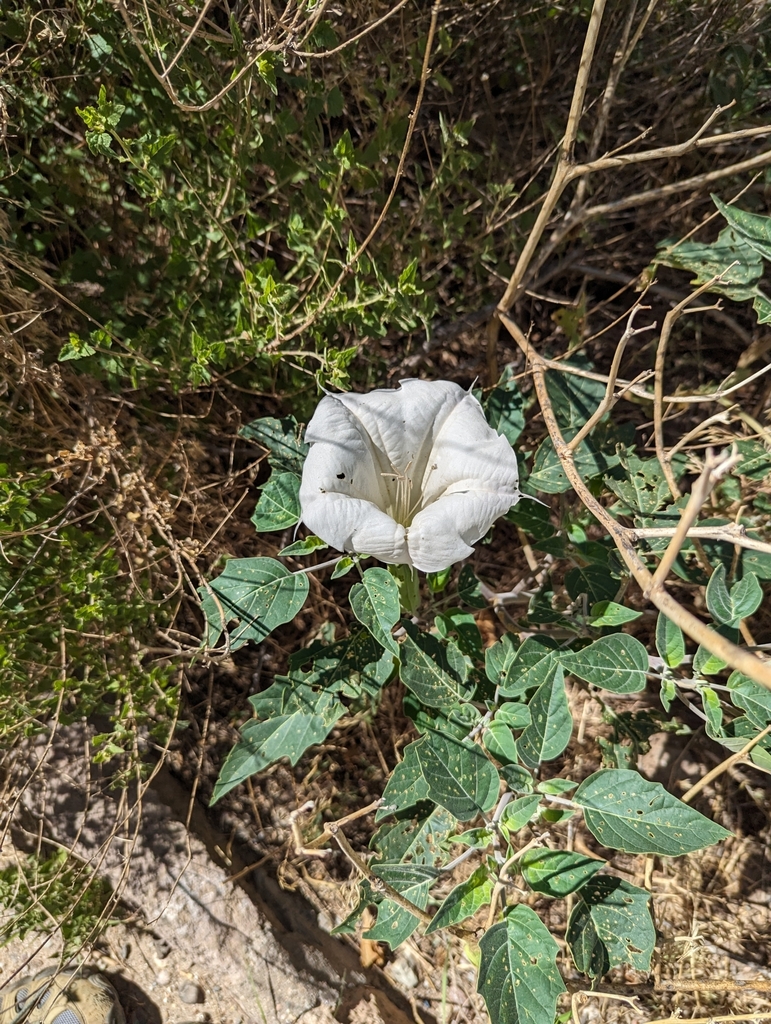 Sacred Datura from White Rock, NM 87547, USA on July 12, 2023 at 10:36 ...