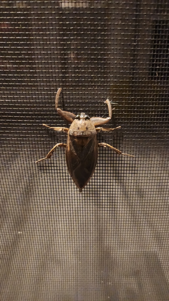 Uhler's Giant Water Bug from ST AUG BEACH, FL 32086, USA on July 17 ...