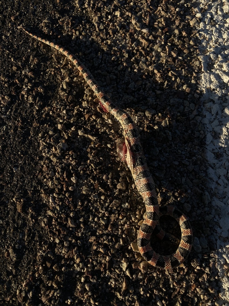 Long-nosed Snake from Mojave National Preserve, Essex, CA, US on July ...