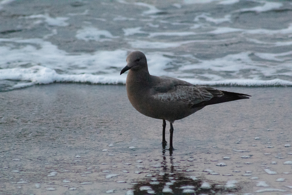 Gray Gull from Cardenal Caro, O'Higgins, Chile on July 14, 2023 at 05: ...