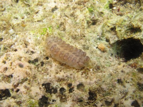 Lepidonotus oculatus · iNaturalist