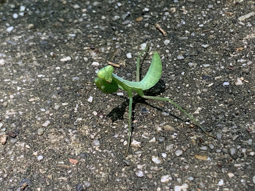 Hierodula chinensis from Fukakusaboyamacho, Fushimi, Kyoto, Kyoto, JP ...