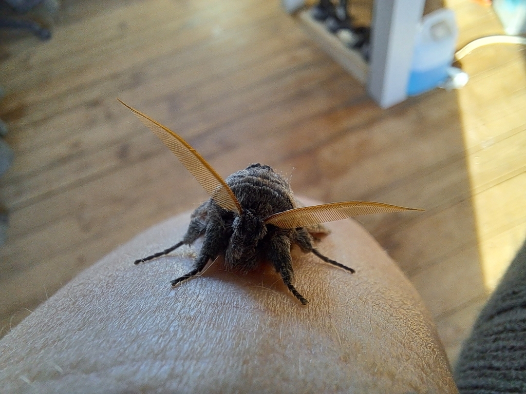 Protea Leaf Moth from Eden, ZA-WC, ZA on July 17, 2023 at 08:42 AM by ...