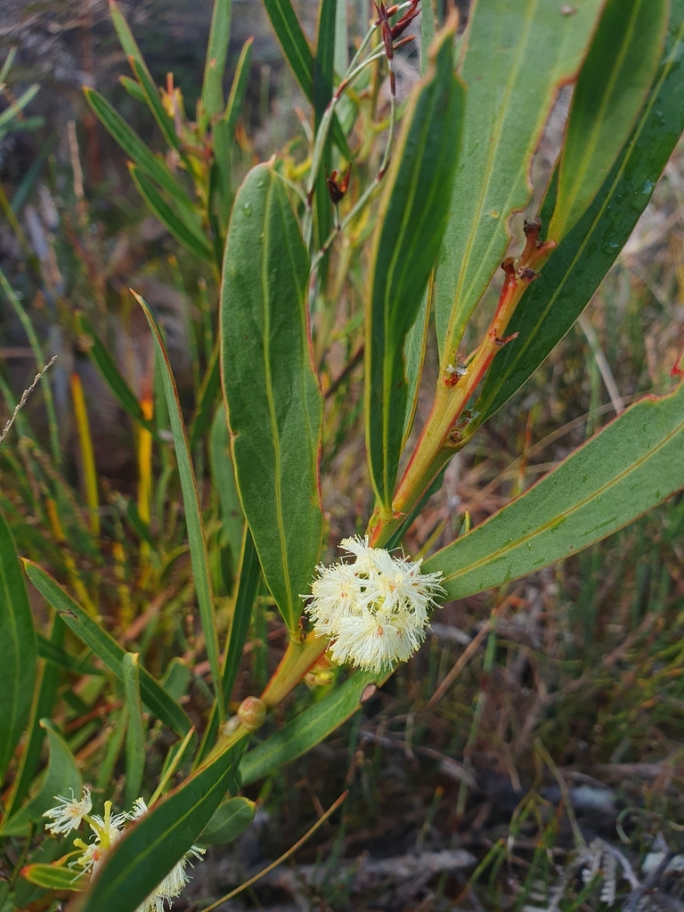 Sweet Wattle from Bakers Beach TAS 7307, Australia on July 17, 2023 at ...