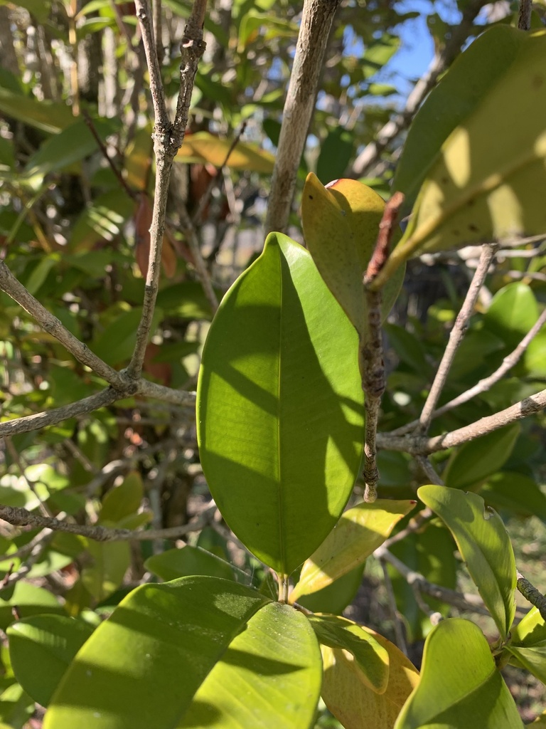Grumichama from Bellis St, Daisy Hill, QLD, AU on June 10, 2023 at 09: ...