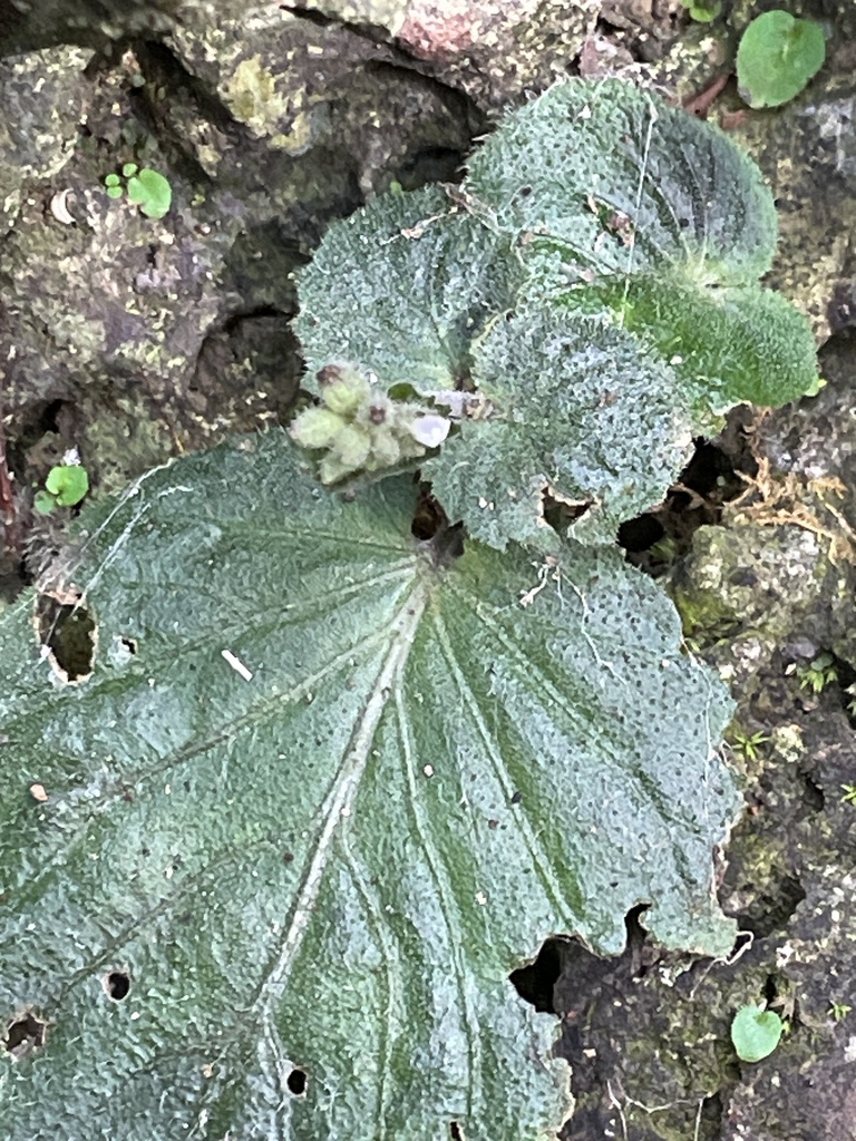 Epithema ceylanicum from 壽山國家自然公園, 鼓山區, KHH, TW on July 17, 2023 at 04: ...