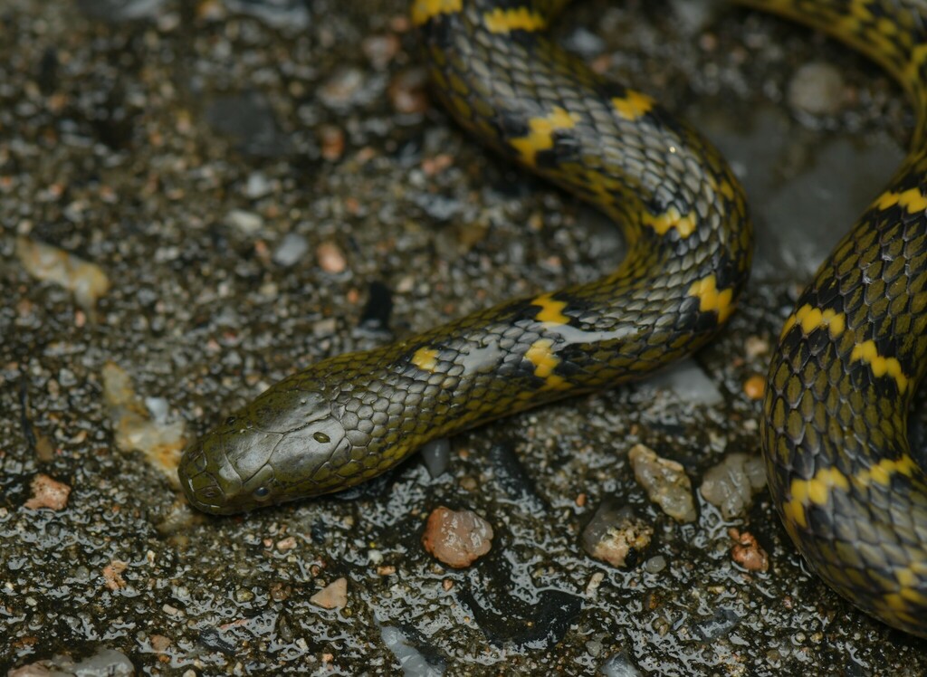 Opisthotropis cheni in May 2023 by Oy C · iNaturalist