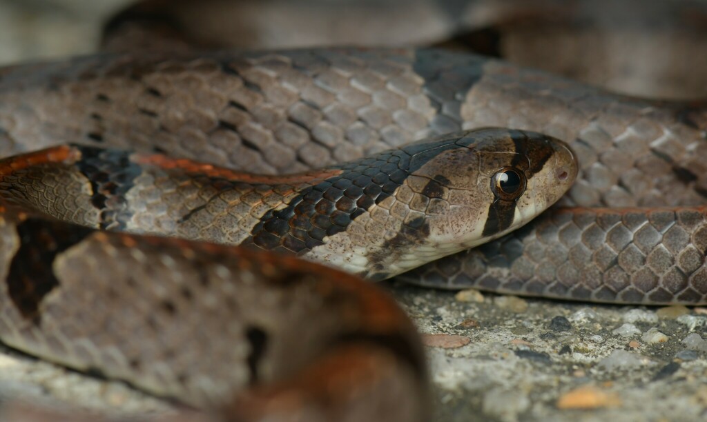 Chinese Kukri Snake in May 2023 by ACOY · iNaturalist