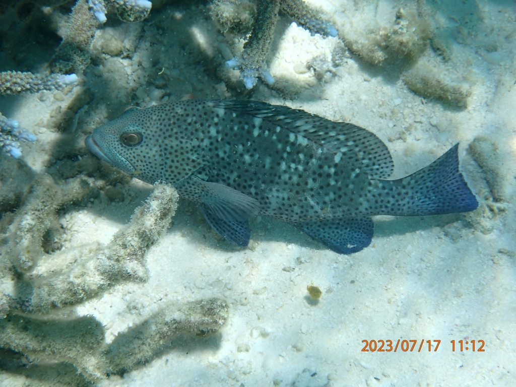 Rankin Cod from Maldives on July 17, 2023 at 11:12 AM by Amir Rasheed ...