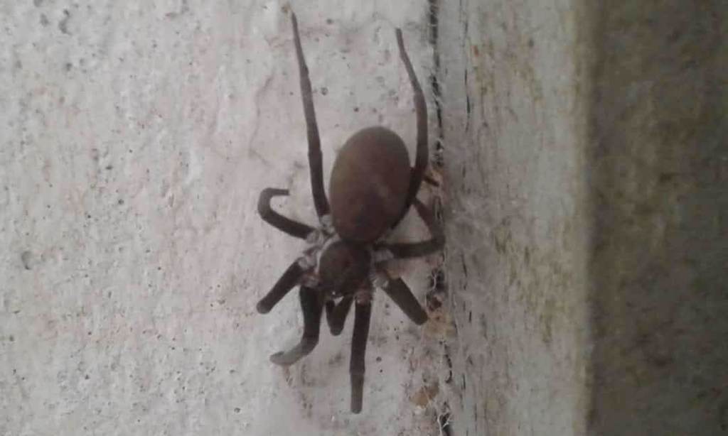 Southern House Spider from Mitre 1334, Casilda, Santa Fe, Argentina on ...