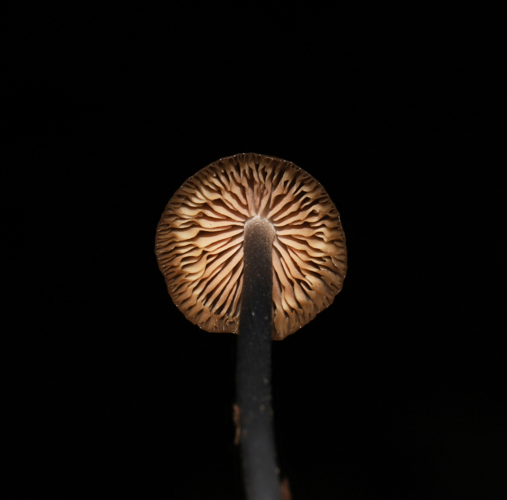 Cyanula in July 2023 by Flown Kimmerling. This blue-stemmed mushroom ...
