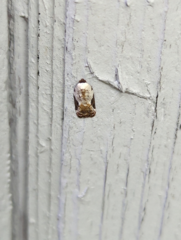 Snowy-shouldered Acleris Moth from Ithaca, NY, USA on July 17, 2023 at ...