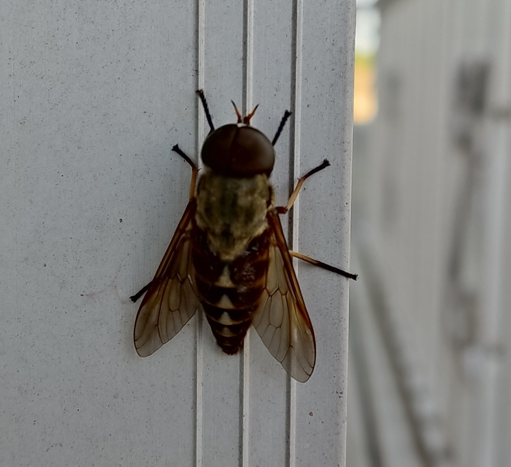 Tabanus trigonus from 3095-3 Kumihamachō, Kyōtango, Kyoto 629-3410 ...