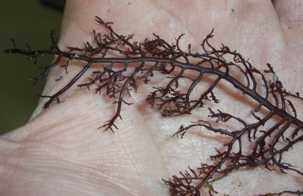 Gelidium purpurascens (Multi-Agency Rocky Intertidal Network ...