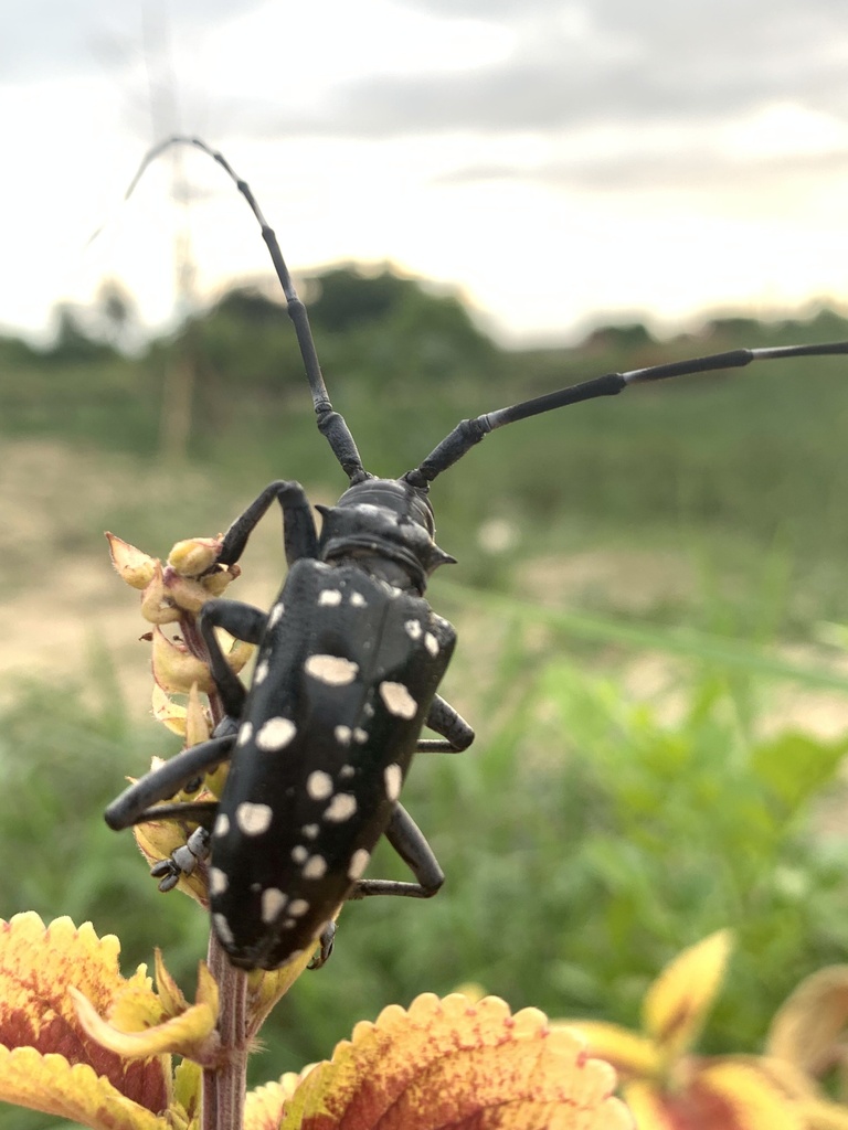White-spotted Longicorn Beetle from 臺灣島, 善化區, TNN, TW on July 17, 2023 ...