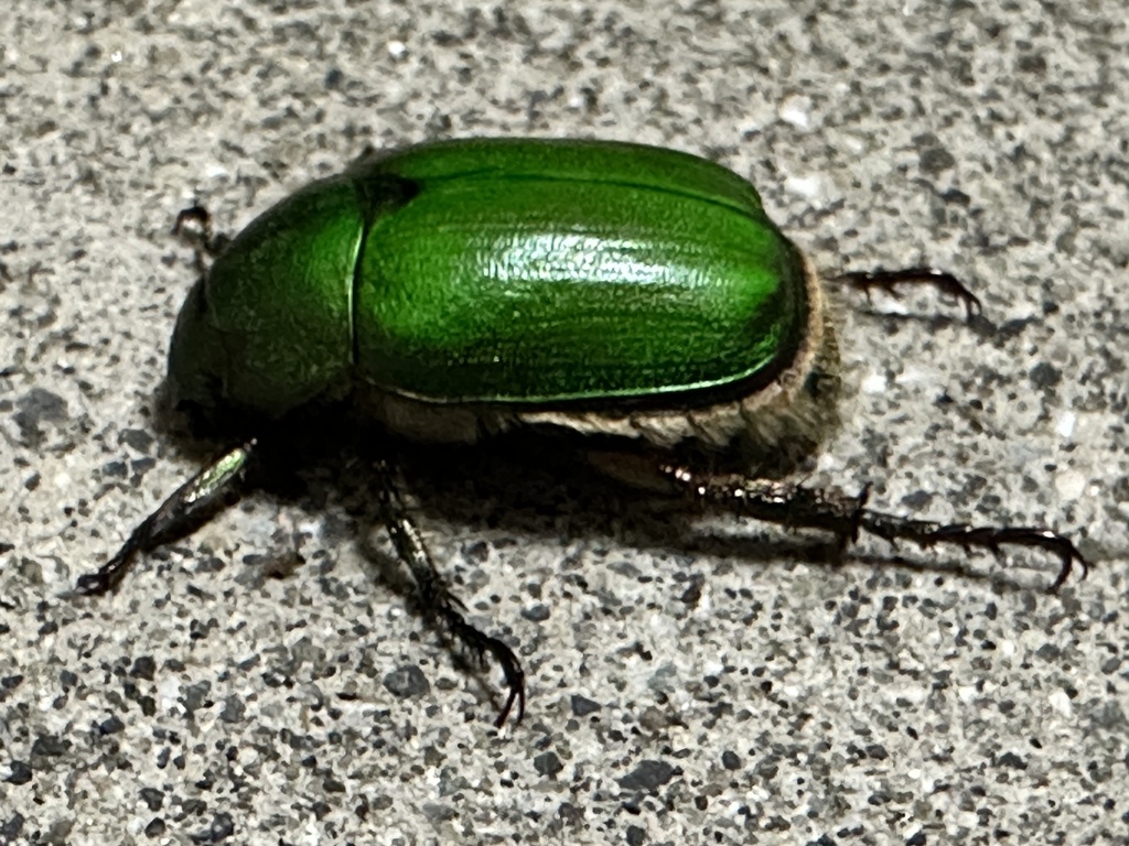 Green Chafer from Commander Fleet Activities Yokosuka, Yokosuka ...