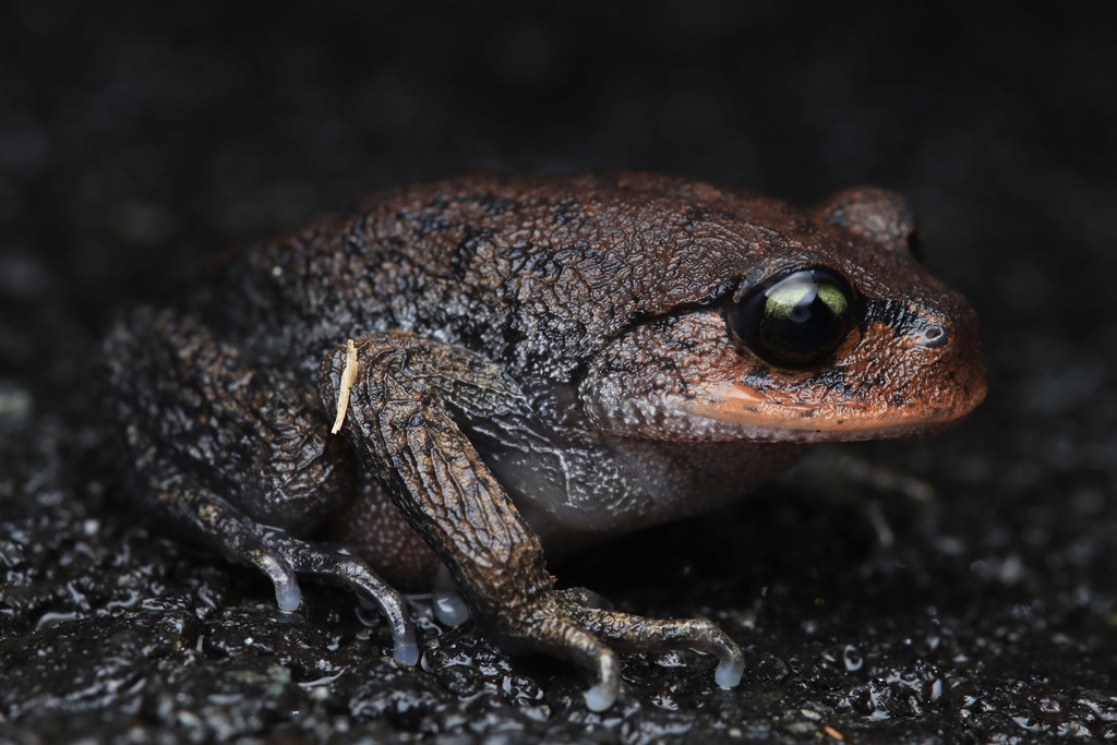 Pope's spiny toad from 际凤段, 丽水市, 浙江省, CN on July 17, 2023 at 03:57 AM ...