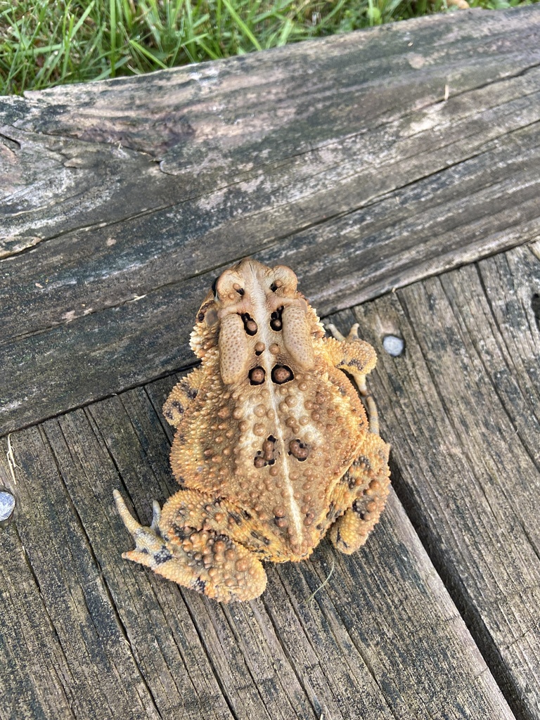 American Toad from Wressel Rd, Harbor Springs, MI, US on July 17, 2023 ...