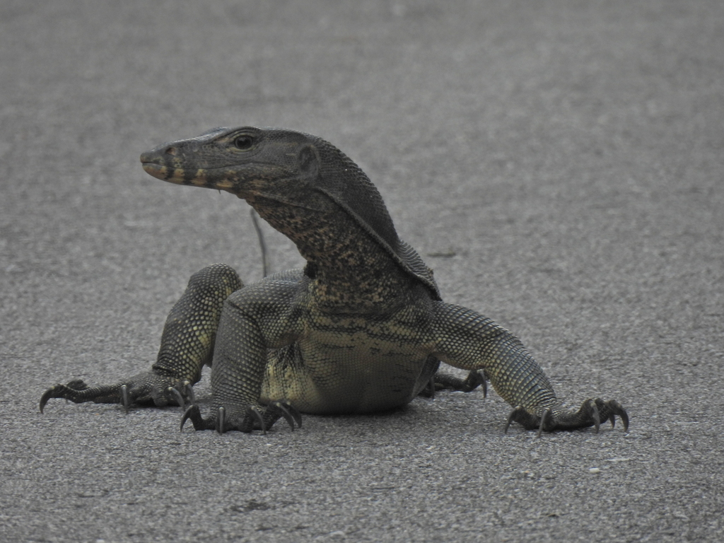 Southeast Asian Water Monitor from Jurong East, Singapore on July 17 ...
