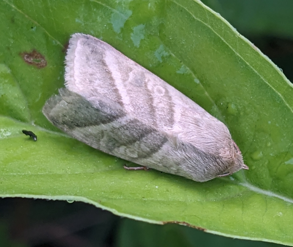 Tobacco Budworm Moth from Baker, FL 32531, USA on July 17, 2023 at 06: ...