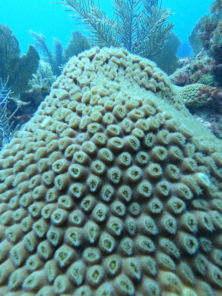 Greater Star Coral from Arrecifes de Puerto Morelos, Q. Roo on July 13 ...
