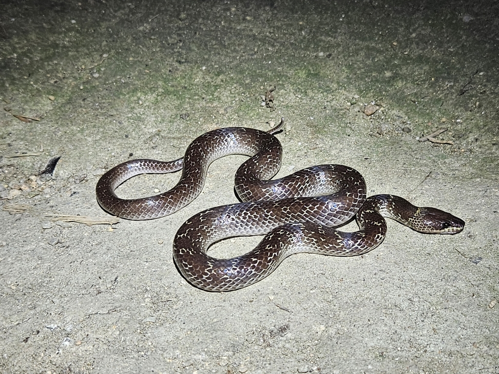 Common Wolf Snake from 60000 Kuala Lumpur, Federal Territory of Kuala ...