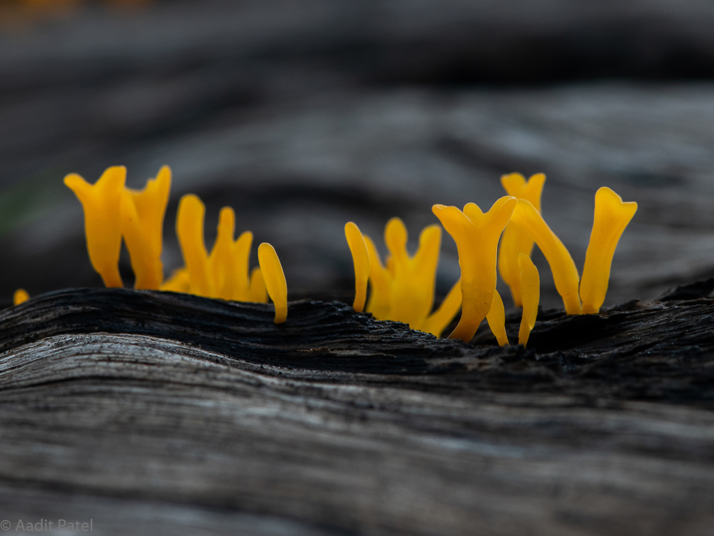 Fan-shaped Jelly Fungus from Dharampur, Gujarat, India on July 13, 2023 ...