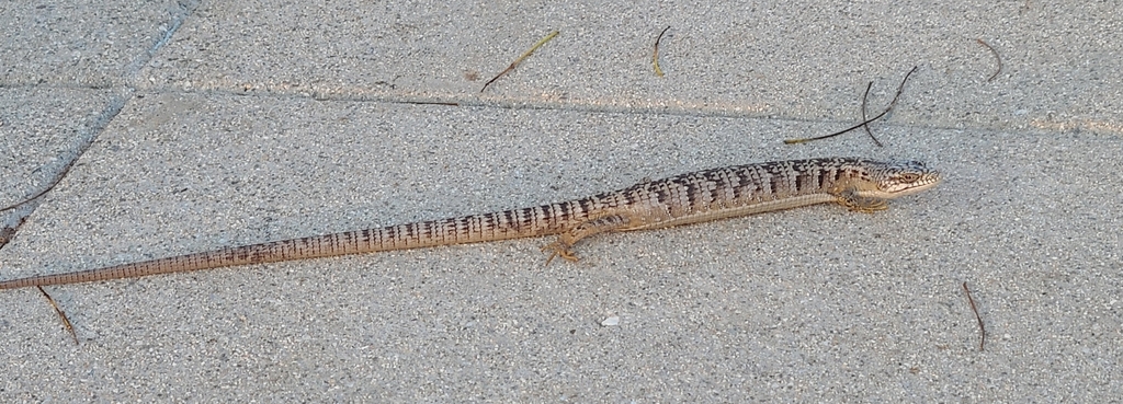 San Diego Alligator Lizard from Orange, CA 92866, USA on July 15, 2023 ...