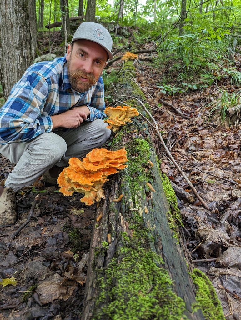chicken of the woods from Parham, ON K0H 2K0, Canada on July 16, 2023 ...