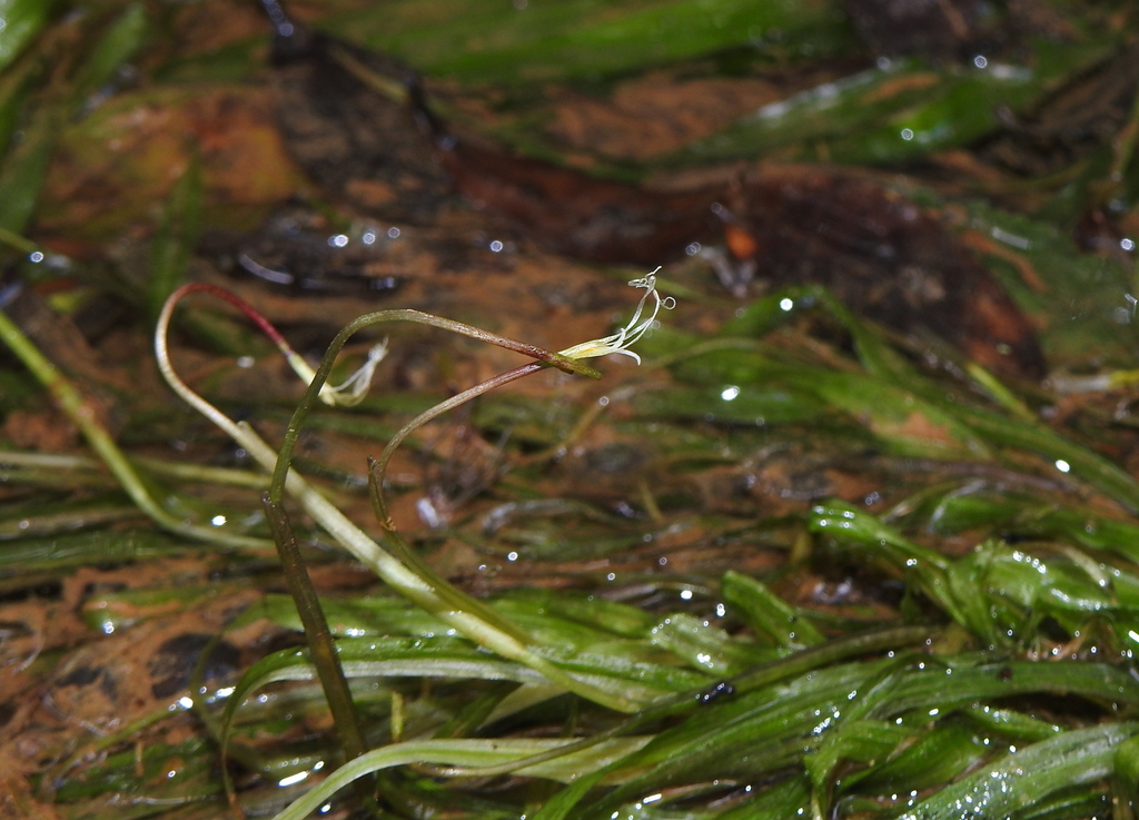 Blyxa echinosperma in June 2023 by naturalistchu · iNaturalist