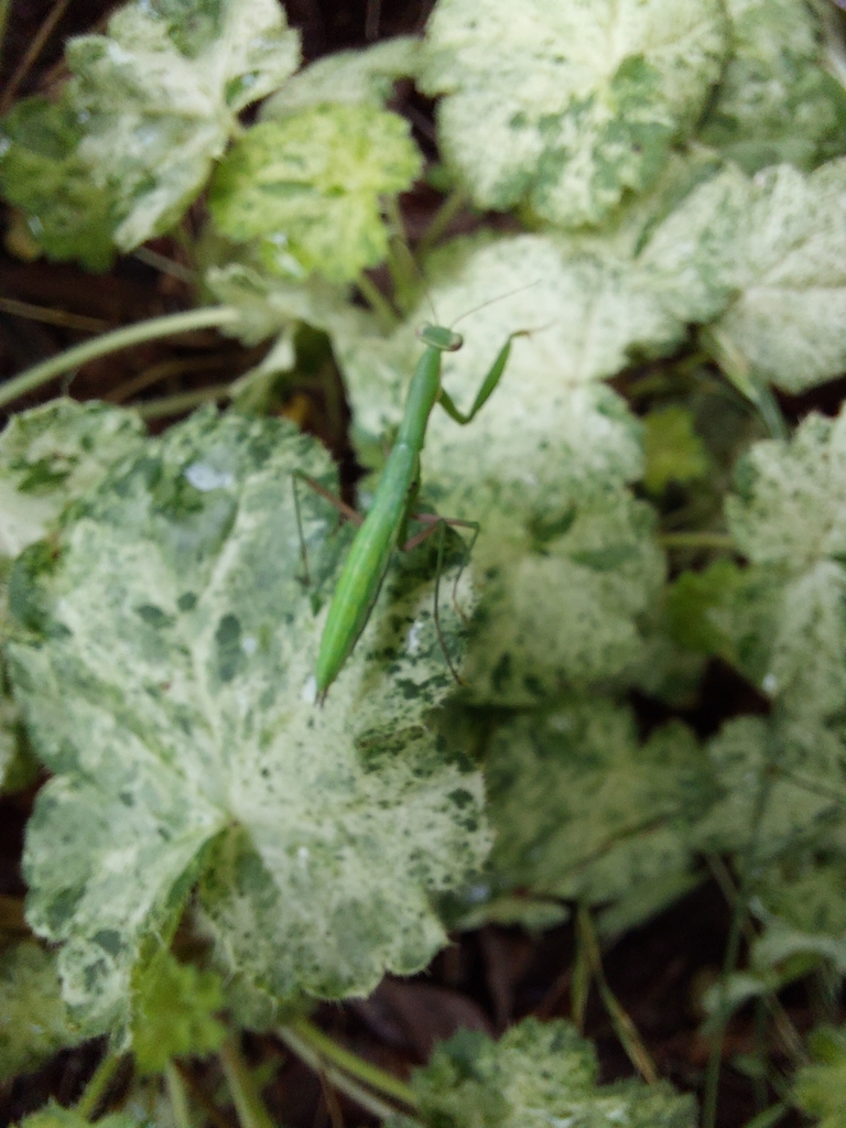 European Mantis in July 2023 by Corbin · iNaturalist